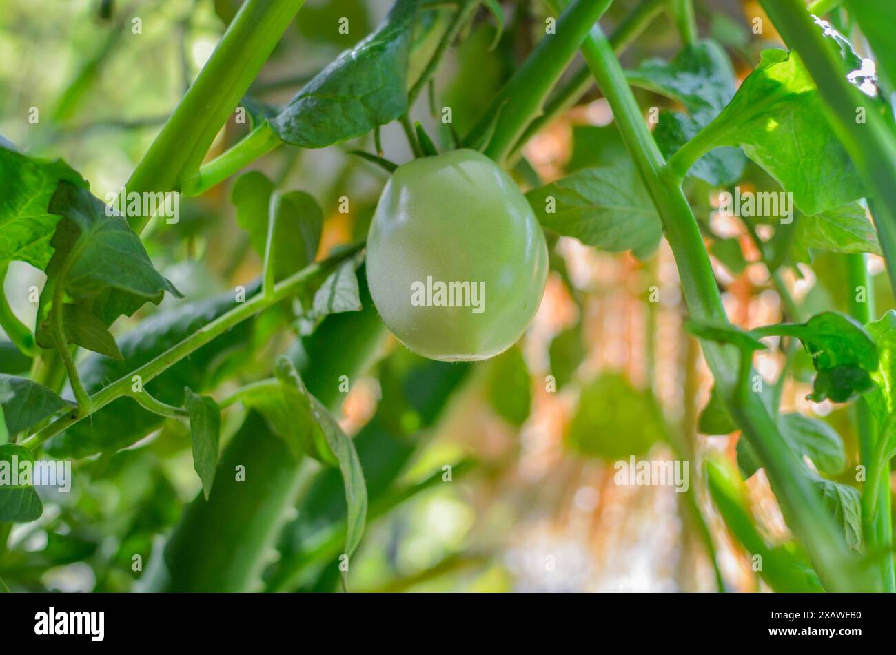 Unripe green tomato on vine Stock Photo - Alamy