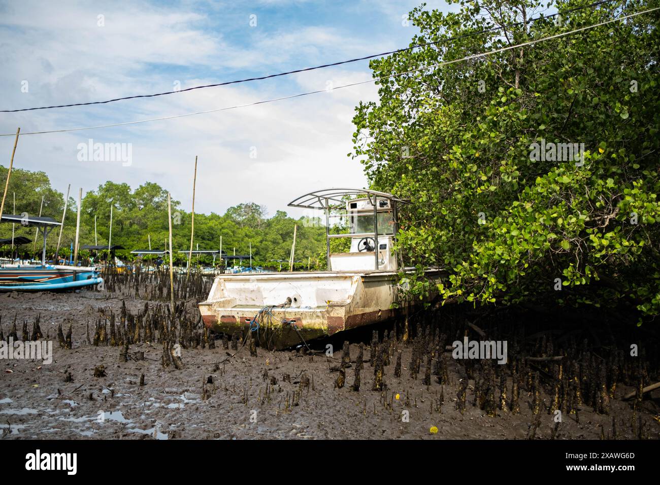 A small, abandoned boat stuck in the muddy shore of a mangrove forest ...