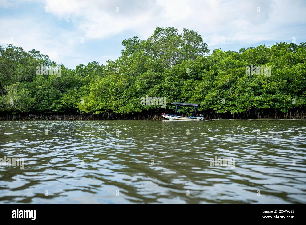A small boat with a canopy sails on a calm river surrounded by dense ...