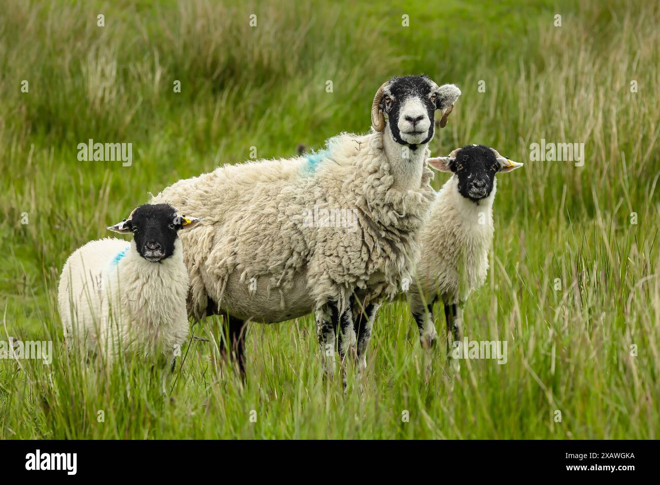 Swaledale ewe or female sheep with her two well grown lambs, facing ...
