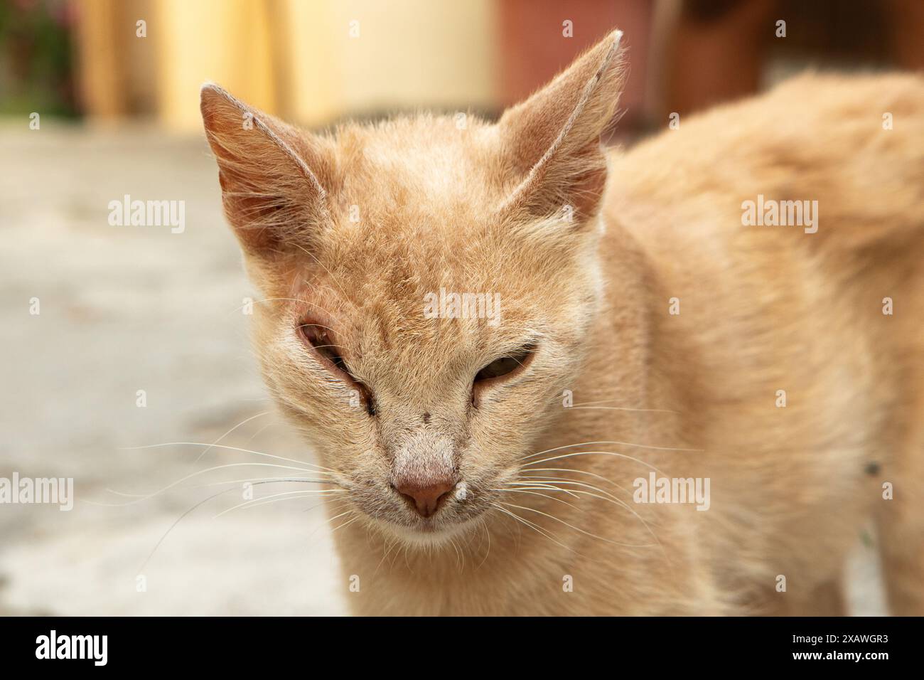 Portrait of a ginger cat with a wounded eye looking sad Stock Photo - Alamy