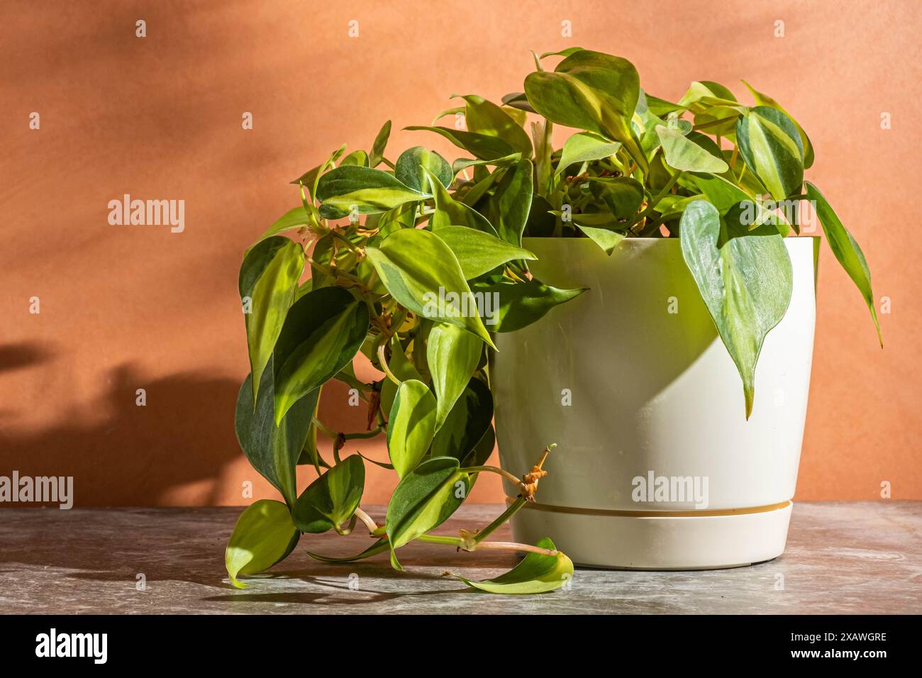 Close up houseplant philodendron in a white pot on peach wall color ... Close up houseplant philodendron in a white pot on peach wall color ...