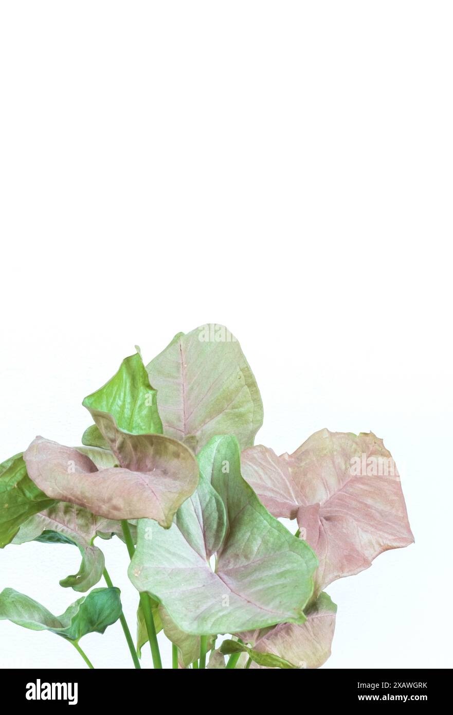Close up leaves of pink syngonium plant on a white background. Isolated ...