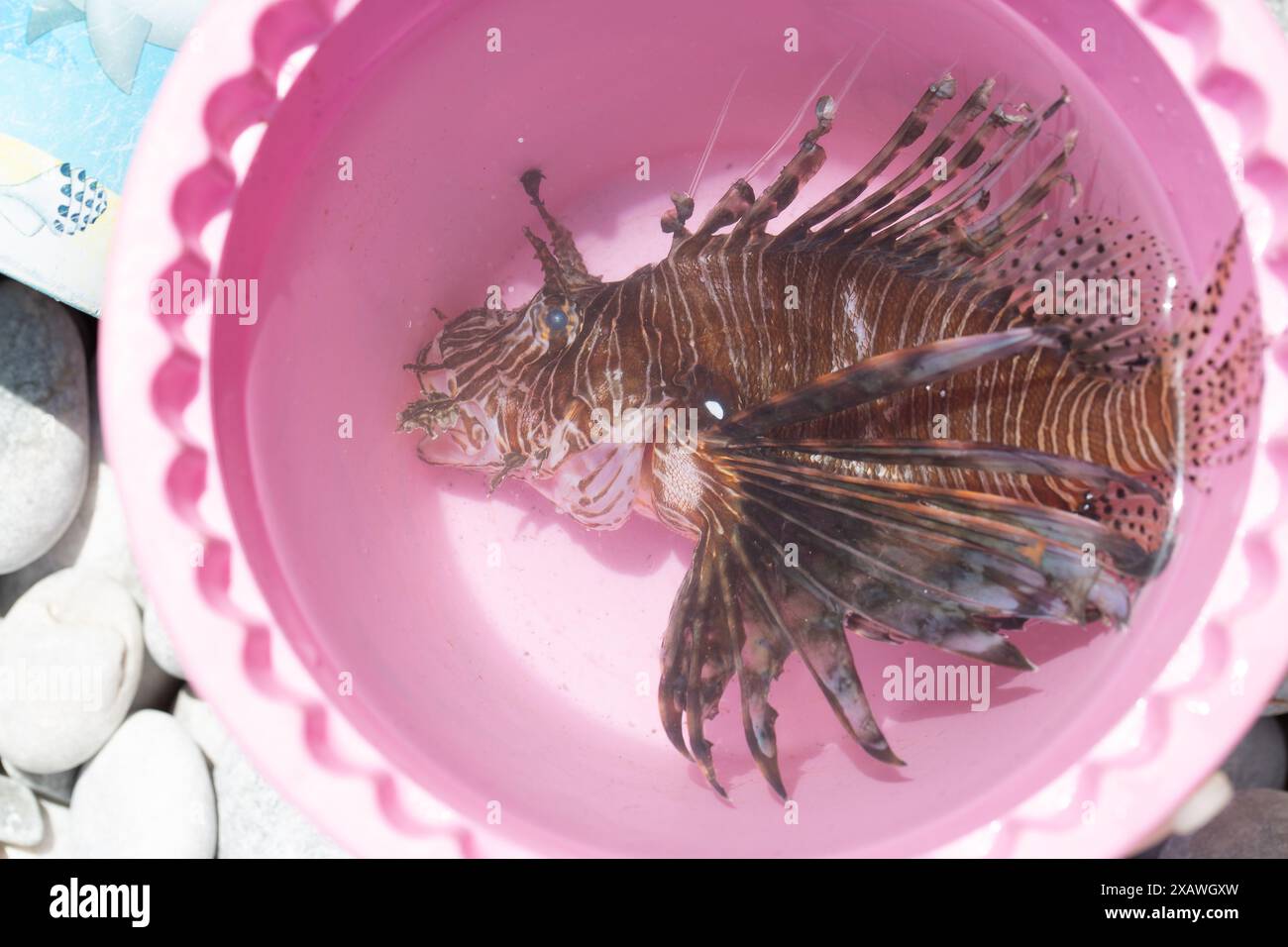 Freshly caught lionfish is lying in a pink bucket, its vibrant colors ...