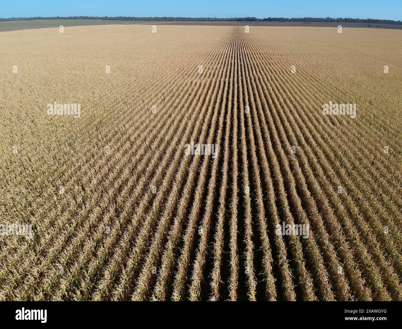 View of corn fields from the air Stock Photo - Alamy