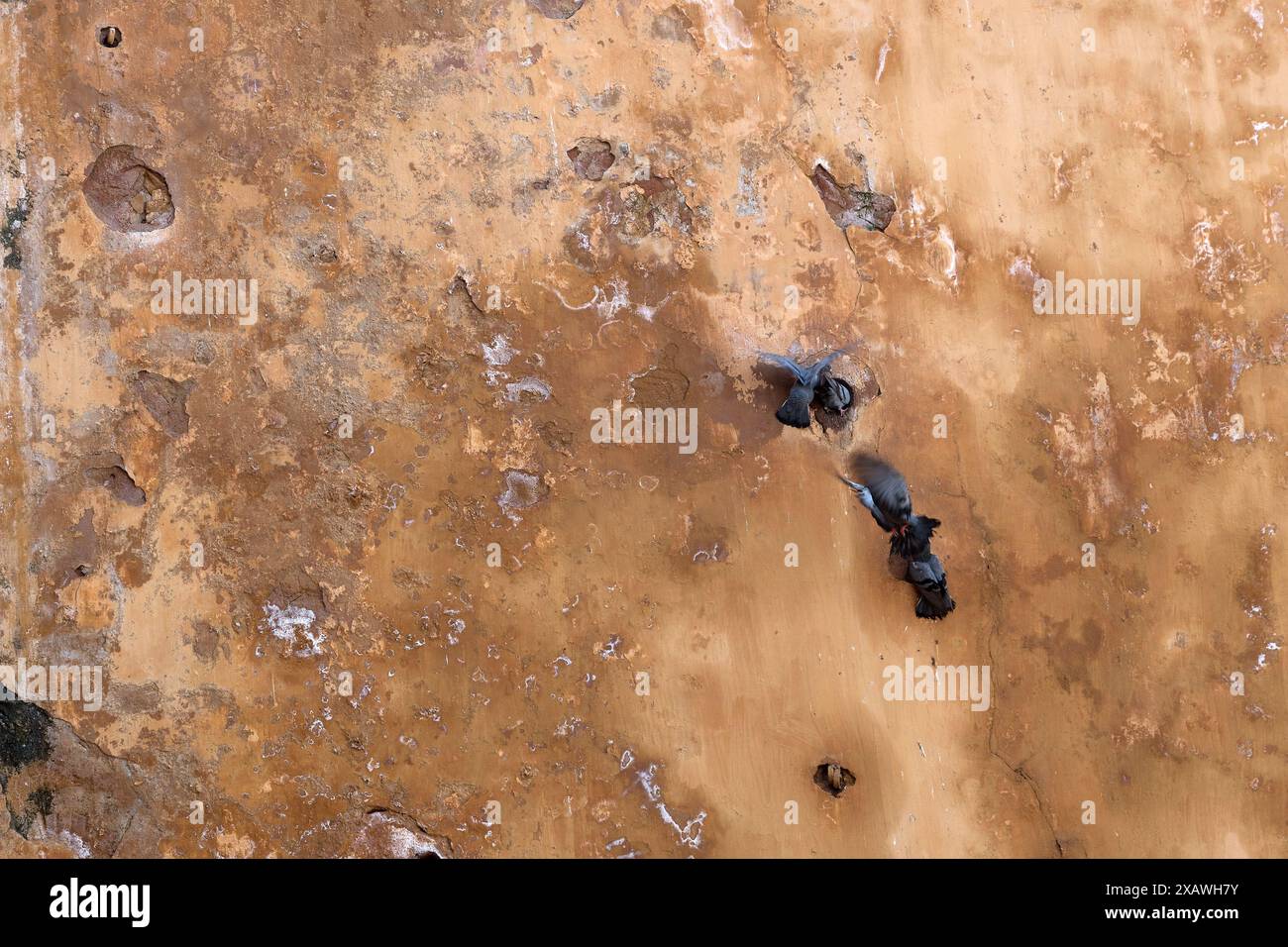 Jaipur, India: pigeons nesting in wall holes. Seen in Amer Fort or ...