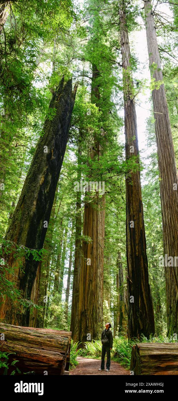 Redwood tree people hi-res stock photography and images - Alamy