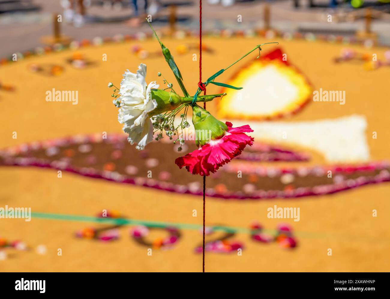 Two red and white roses hanging vertically from a blue rope for the ...
