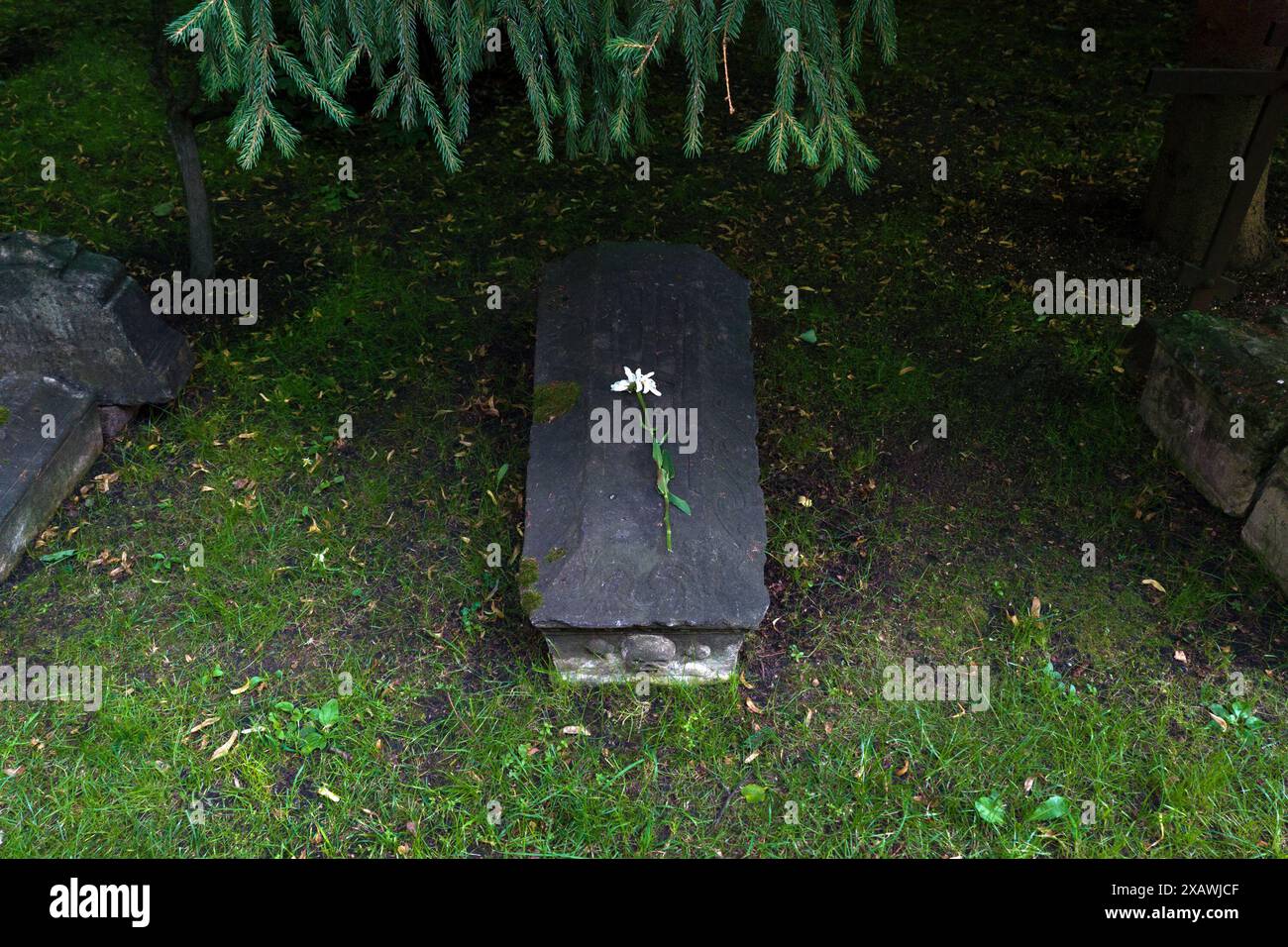 Tombstone flower hi-res stock photography and images - Alamy