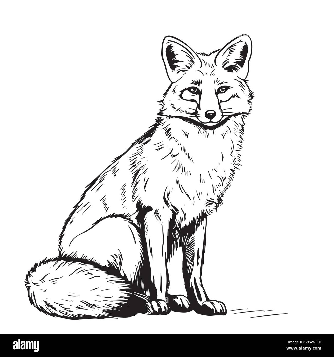 Wild fox sitting hand drawn sketch in doodle style illustration Stock ...
