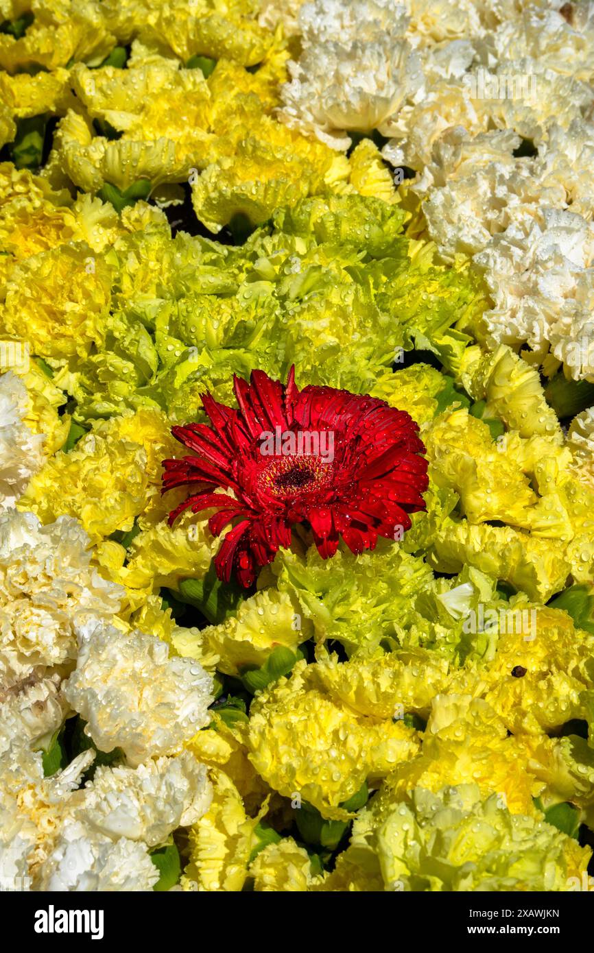 Abstract arrangement of colorful flowers in vibrant red hi-res stock ...