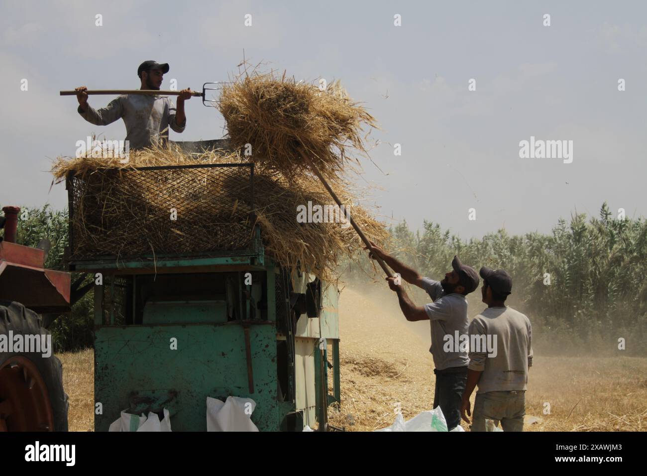 Akkar, Lebanon. 8th June, 2024. Farmers harvest wheat in Akkar, Lebanon ...