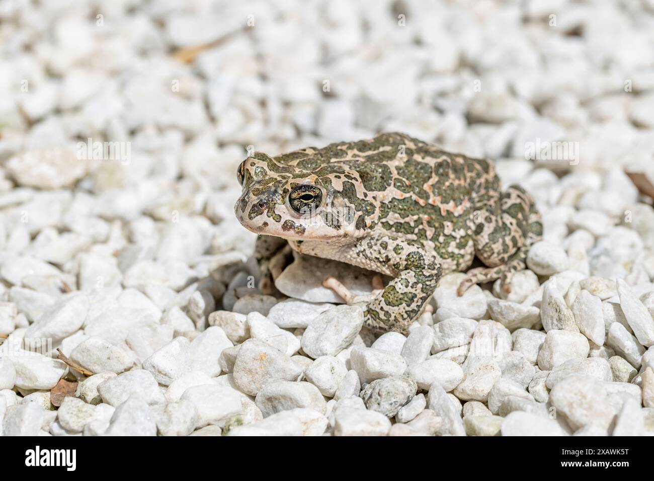 A green toad Bufotes Viridis on white gravel Stock Photo - Alamy
