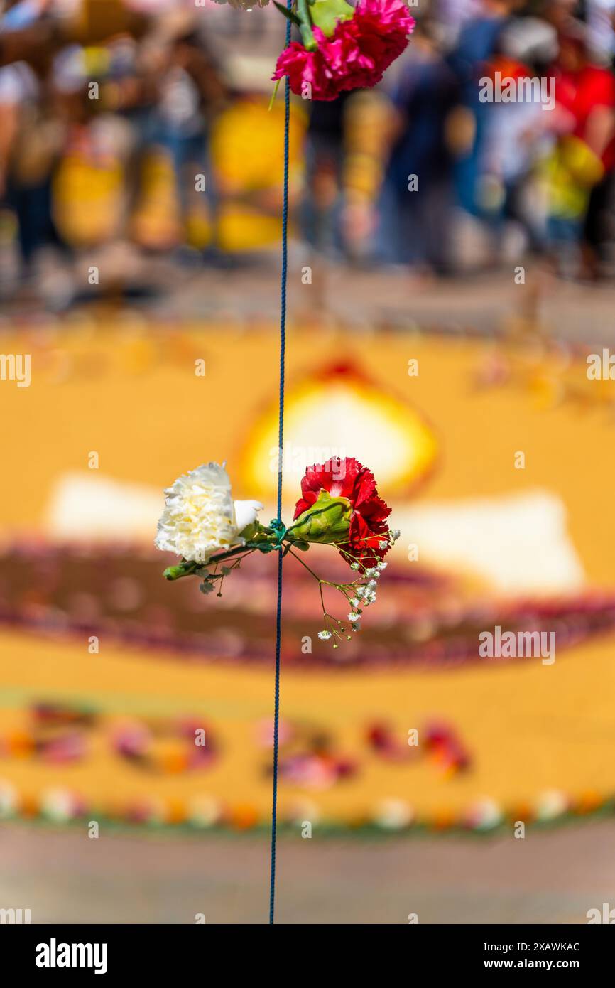 Two red and white roses hanging vertically from a blue rope for the ...