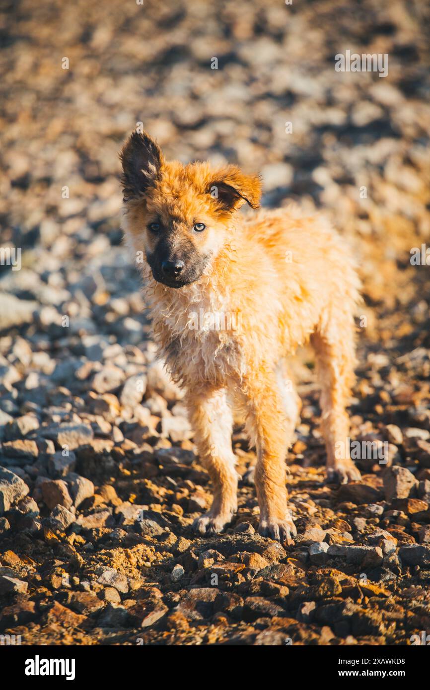 Old German Sheepdog puppy (Westerwälder Kuhhund) at the lake Stock ...