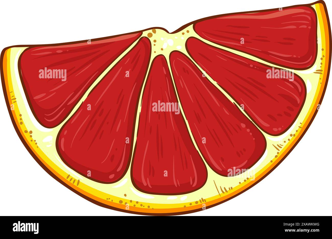 Blood Orange Fruit Colored Detailed Illustration Stock Vector Image ...