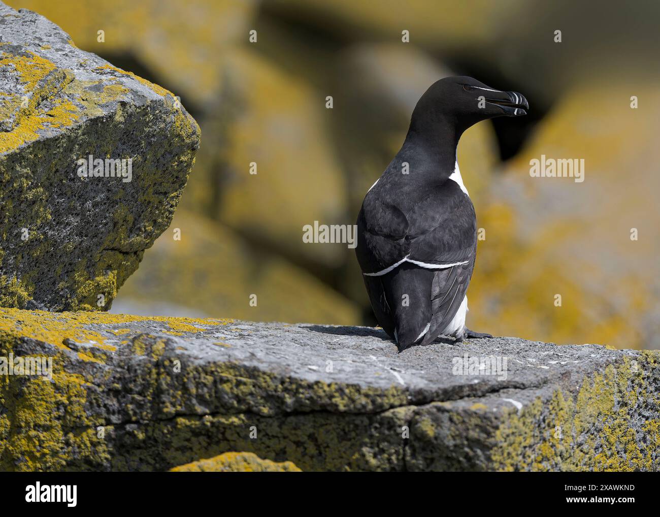 Razorbill (Alca torda), Shiant Islands, Harris, Western Isles, Scotland ...