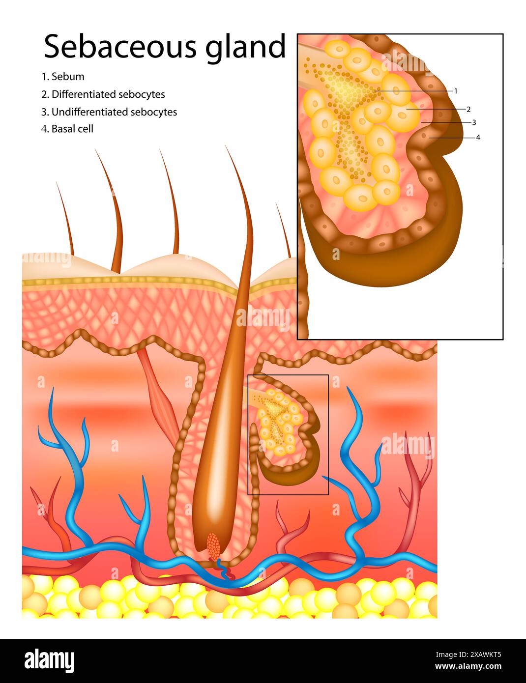 Sebaceous Gland Or Oil Gland Cross Section Of All Skin Layers A Hair 6093