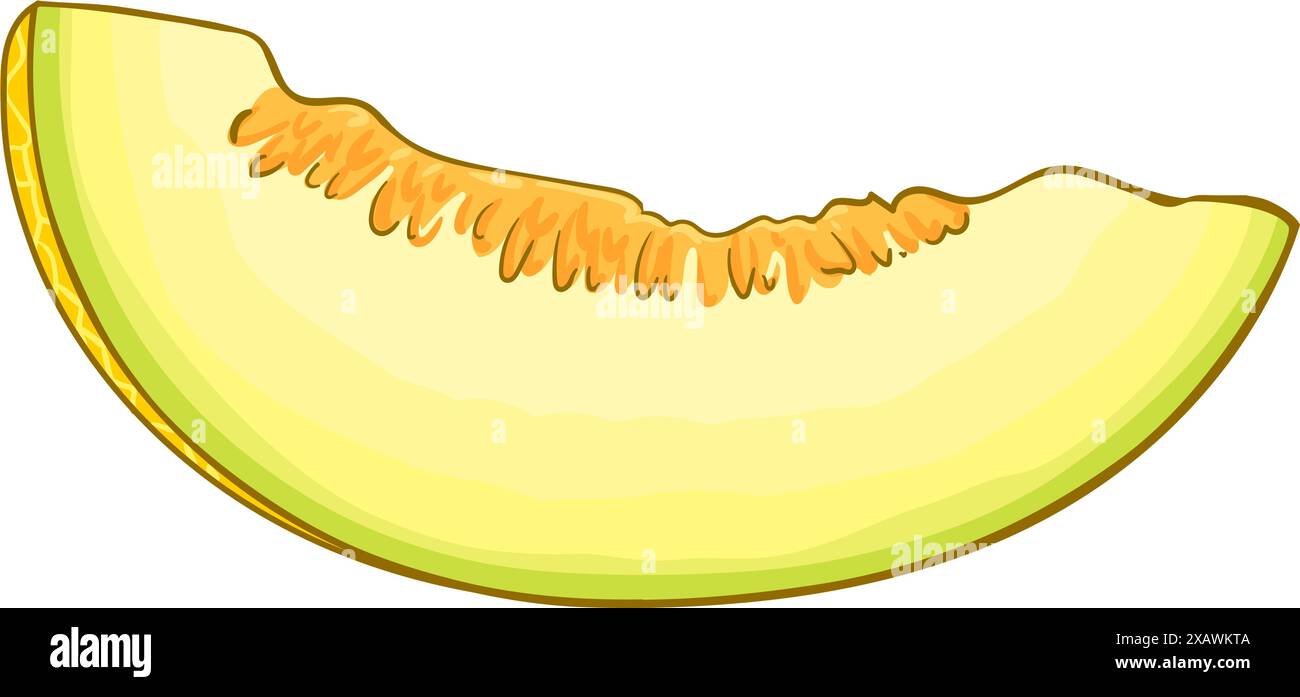Melon Fruits Colored Detailed Illustration Stock Vector Image & Art - Alamy