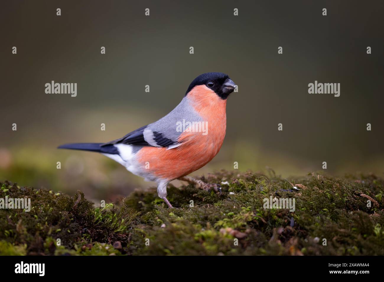 Bullfinch hi-res stock photography and images - Alamy