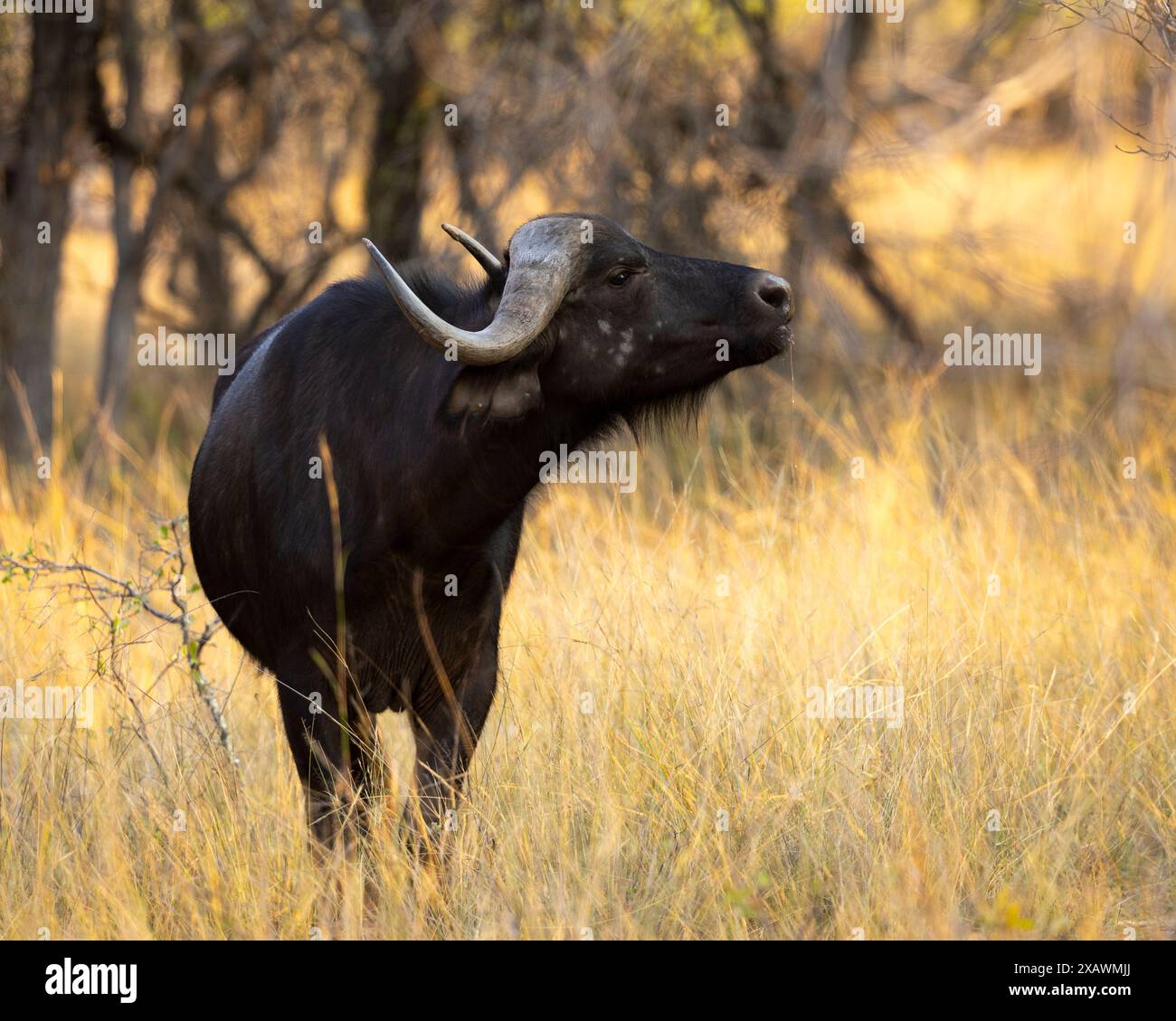 Big black buffalo hi-res stock photography and images - Alamy