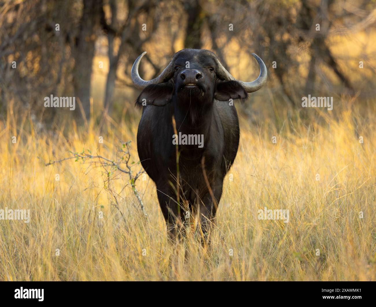 Cape buffalo african buffalo hi-res stock photography and images - Alamy