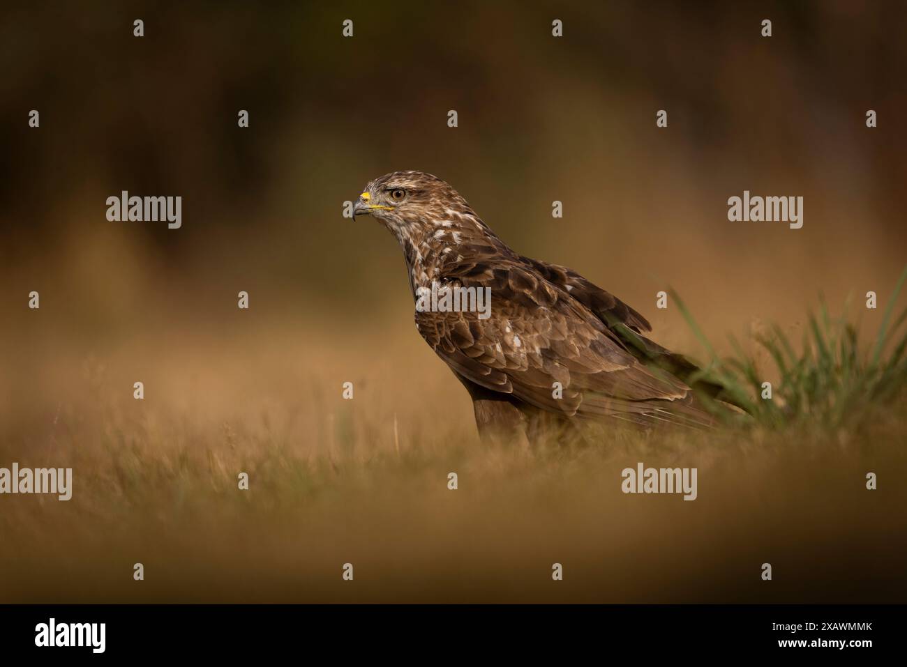 British buzzard hi-res stock photography and images - Alamy