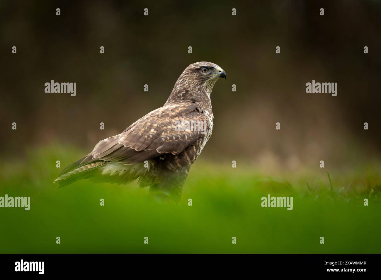 Buzzard feather uk hi-res stock photography and images - Alamy