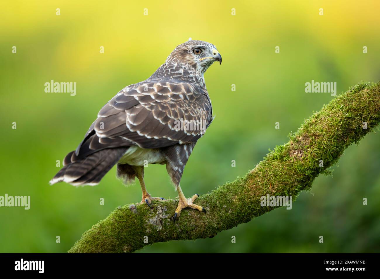 Buzzard uk british wildlife hi-res stock photography and images - Alamy