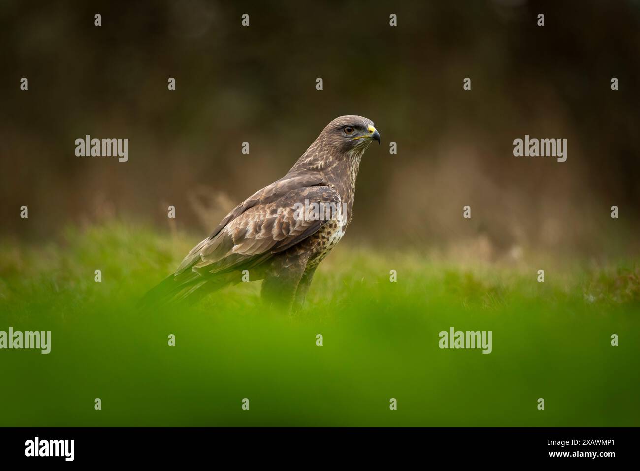Buzzard feather uk hi-res stock photography and images - Alamy