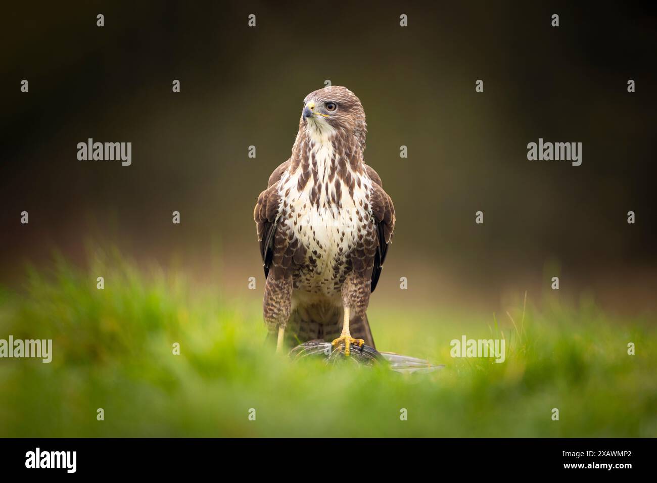 Buzzard feather uk hi-res stock photography and images - Alamy