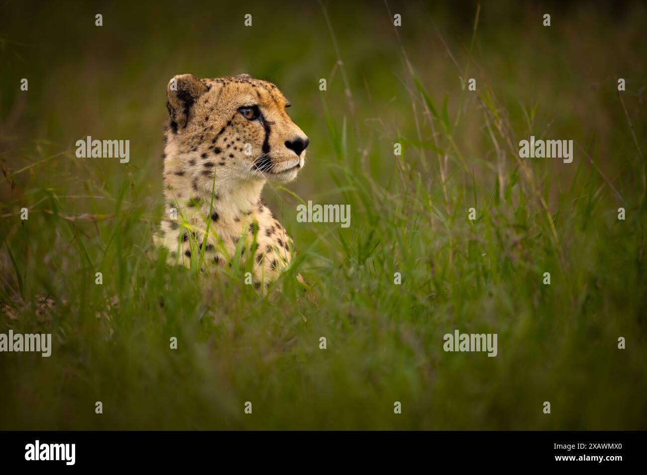Male cheetah watching from the long grass Stock Photo - Alamy
