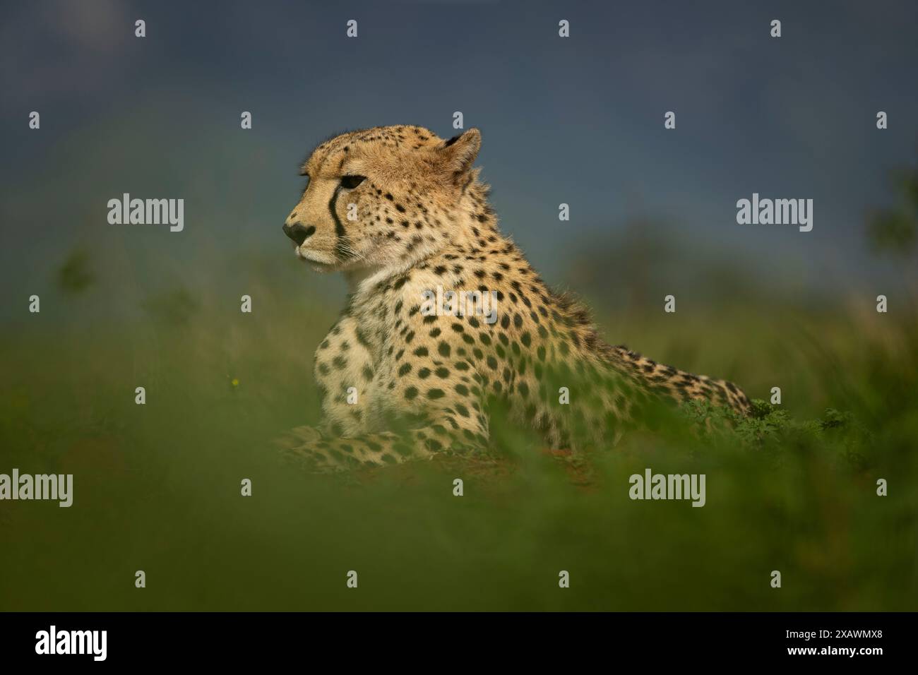 Male cheetah relaxing in the long grass Stock Photo - Alamy