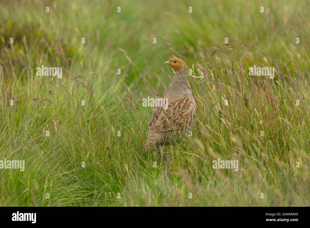 Grey partridge, Scientific name: Perdix Perdix. Close up of a male Grey ...