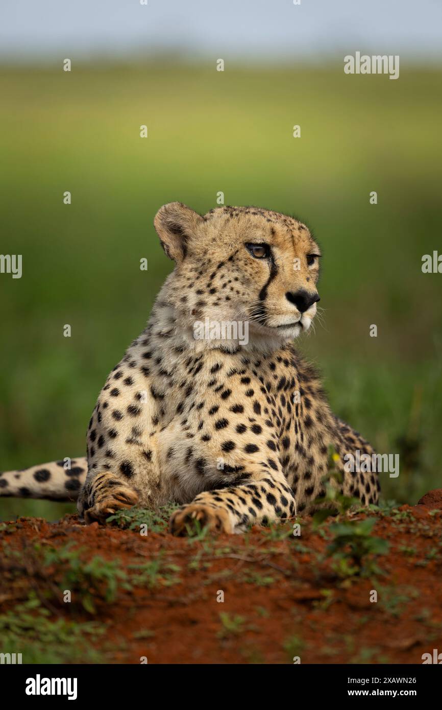 Male Cheetah lying in the grass Stock Photo - Alamy