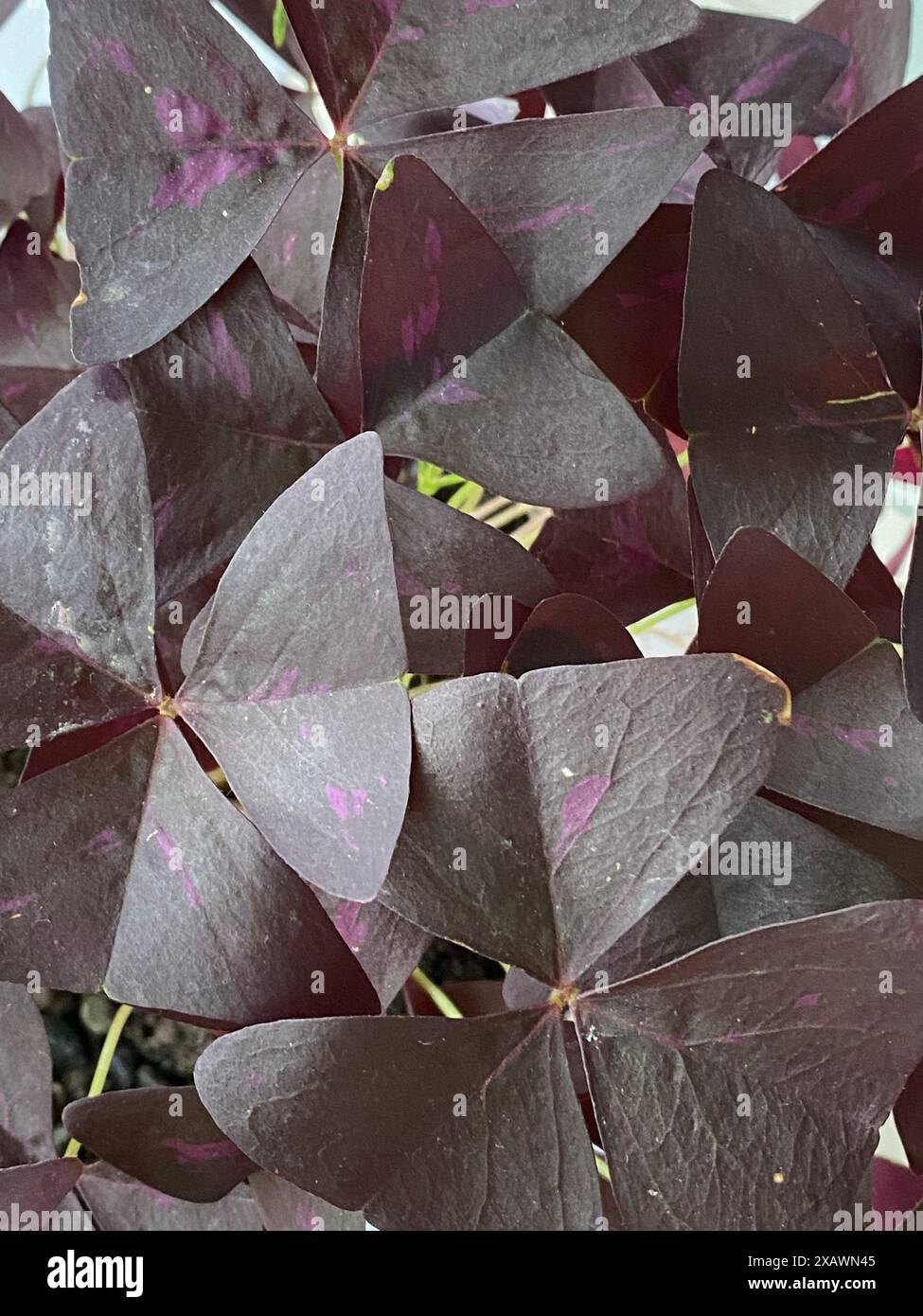 Photo of Christia vespertilionis, a flowering plant in the family ...