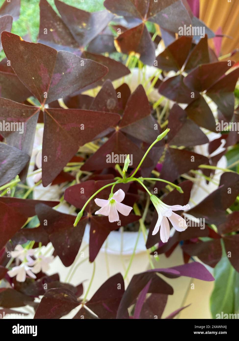 Photo of Christia vespertilionis, a flowering plant in the family ...