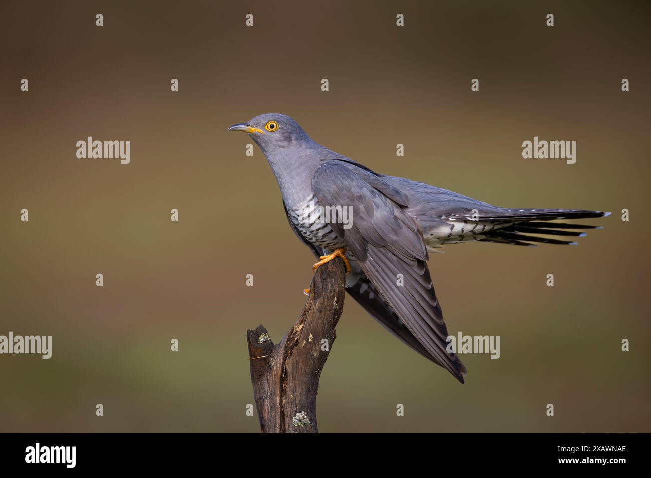Common Cuckoo perched Stock Photo - Alamy