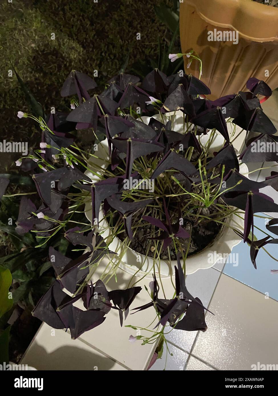 Photo of Christia vespertilionis, a flowering plant in the family ...