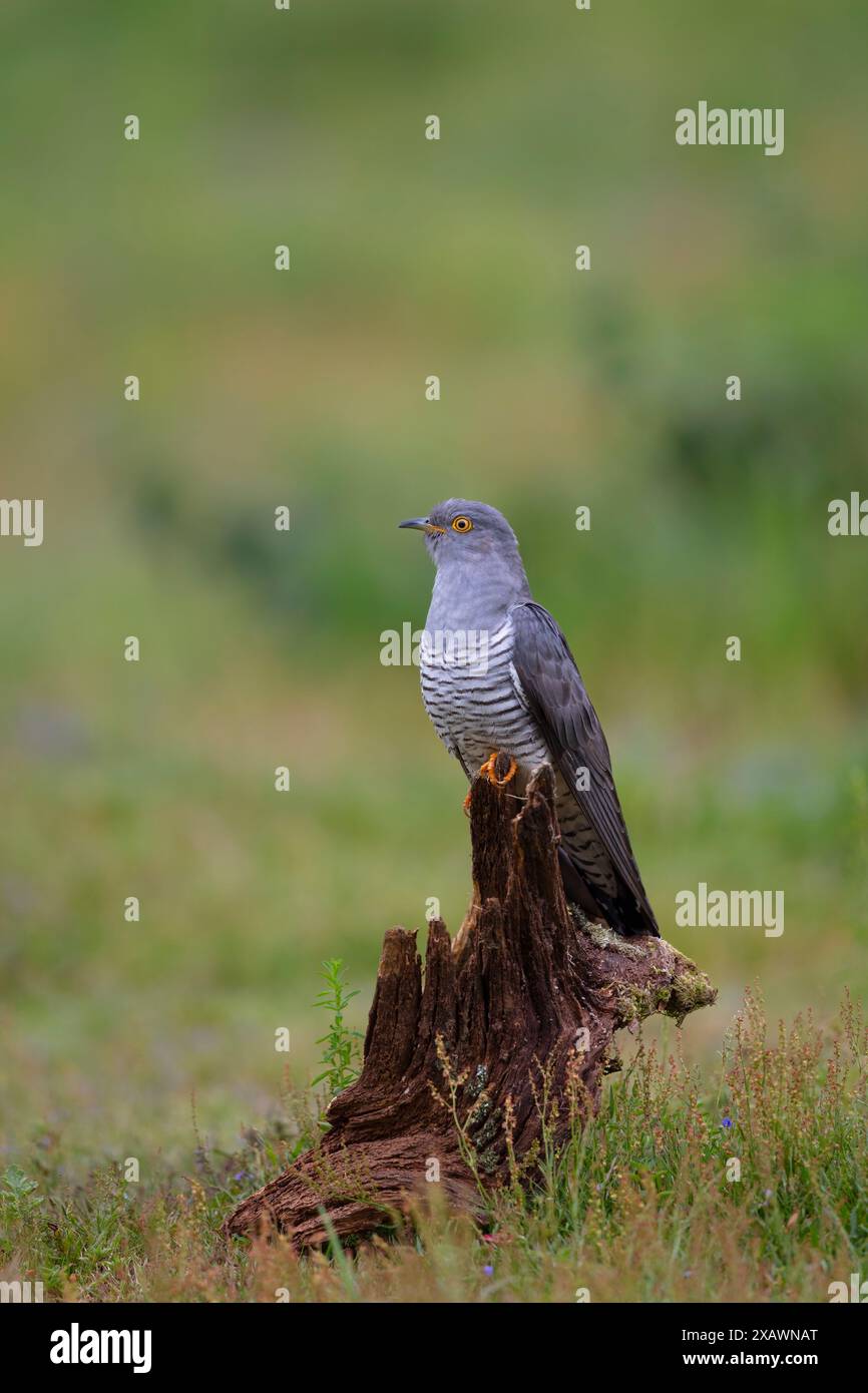 Common Cuckoo perched Stock Photo - Alamy