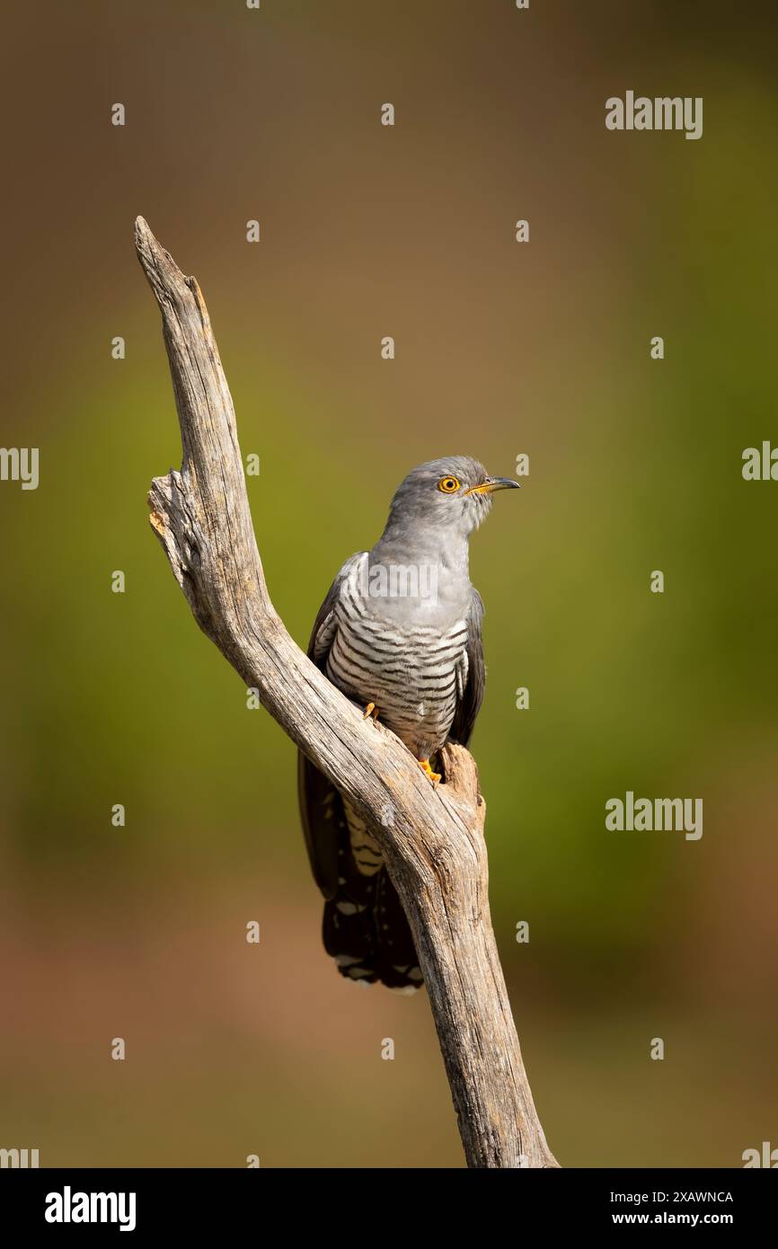 Common Cuckoo perched Stock Photo - Alamy