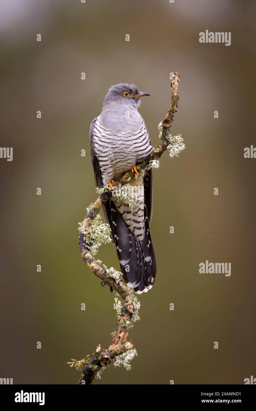 Common cuckoo feathers hi-res stock photography and images - Alamy