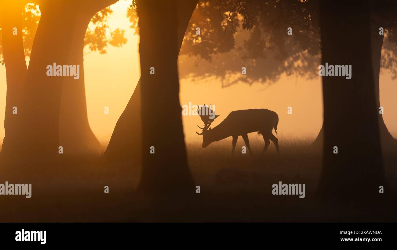 Fallow deer stag in the mist Stock Photo - Alamy