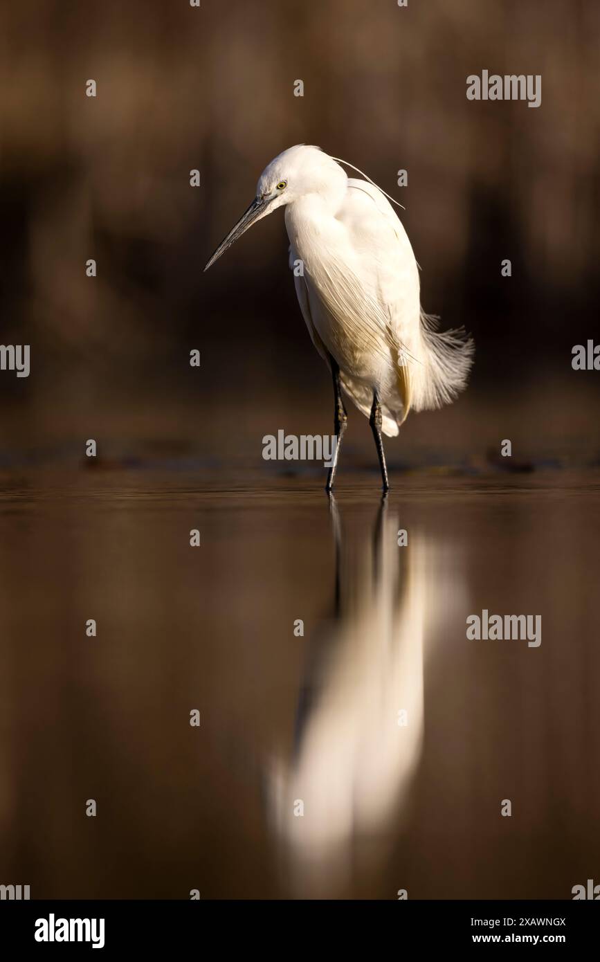 Wading bird with reflection hi-res stock photography and images - Alamy