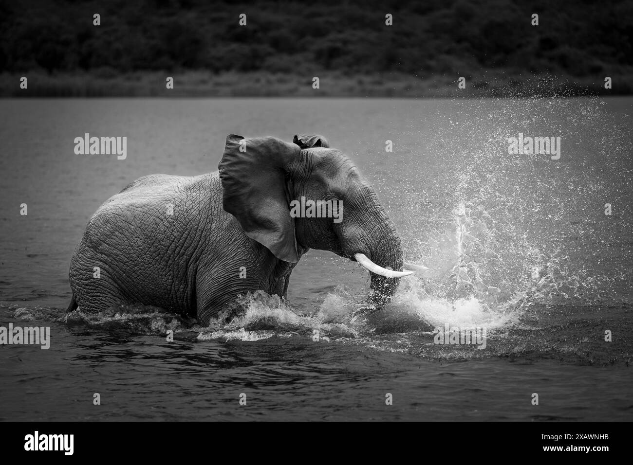 Elephant playing in the water Stock Photo - Alamy