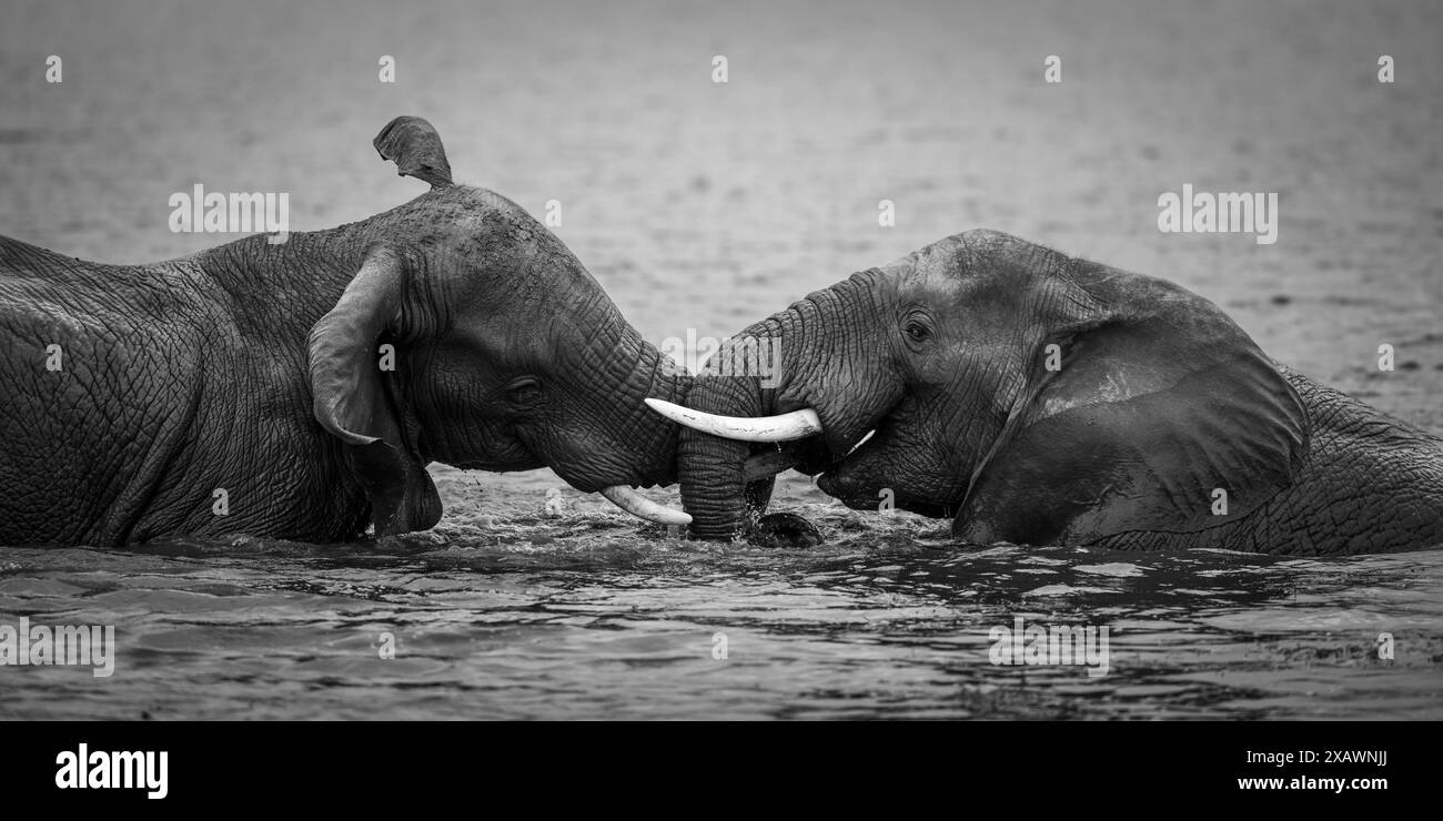 Elephant playing in the water Stock Photo - Alamy