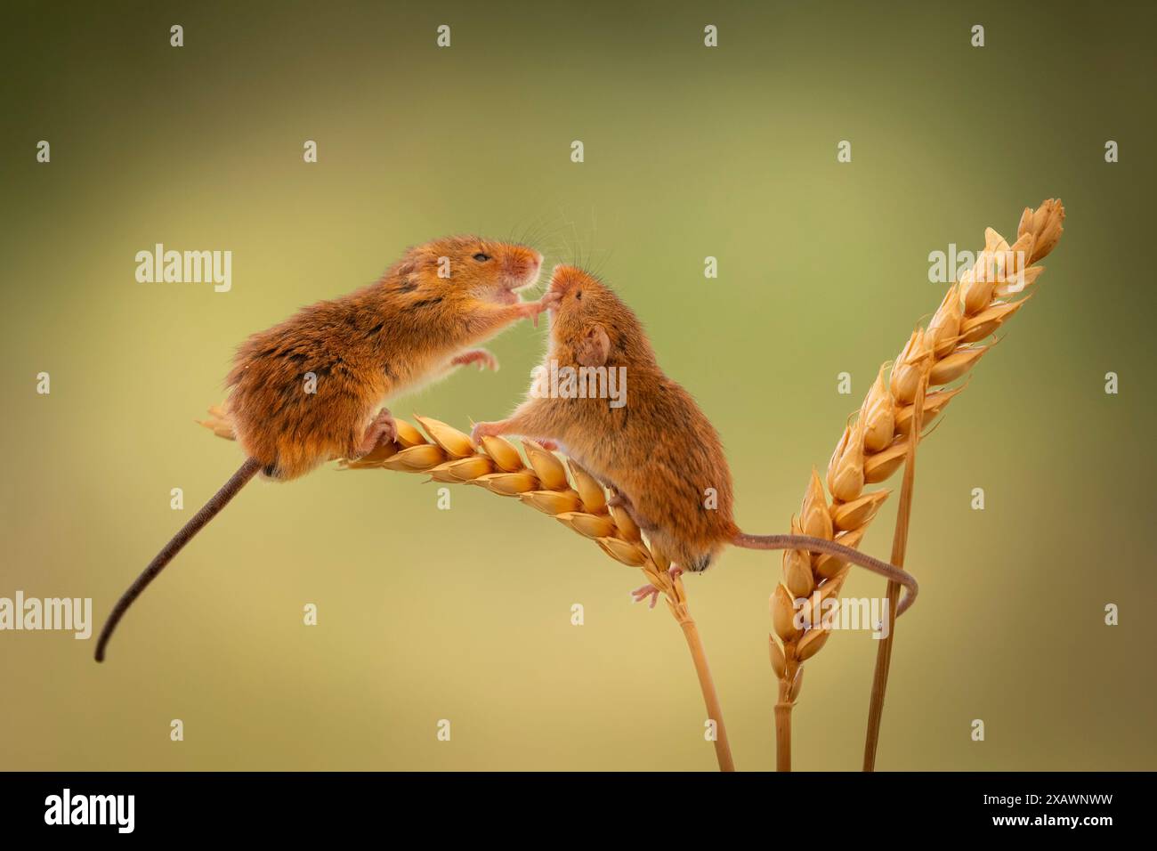 Harvest mice on teasel hi-res stock photography and images - Alamy