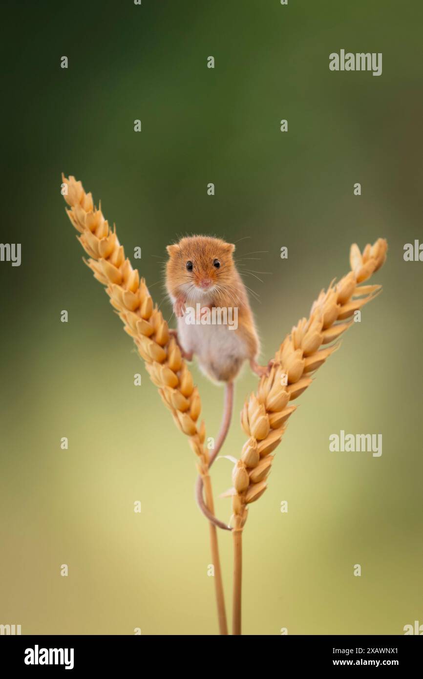 Harvest mice on teasel hi-res stock photography and images - Alamy