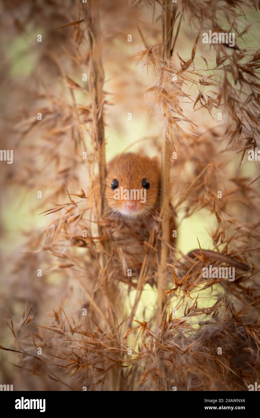 Harvest mouse peeping through some long grass Stock Photo - Alamy