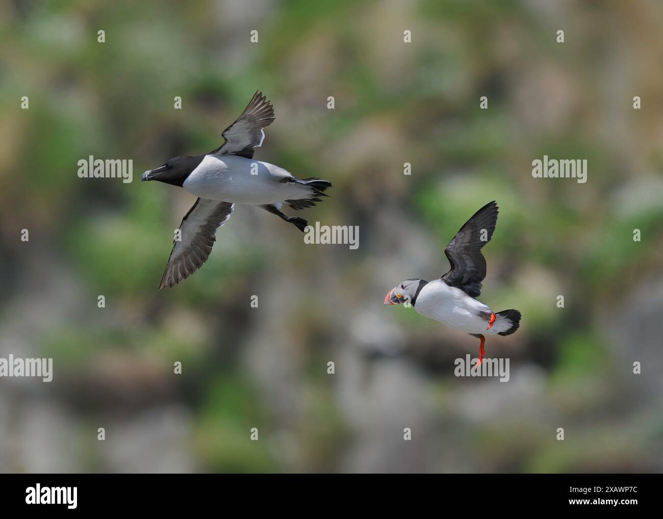Puffin Atlantic (Fratercula arctica) and Razorbill (Alca torda) in ...